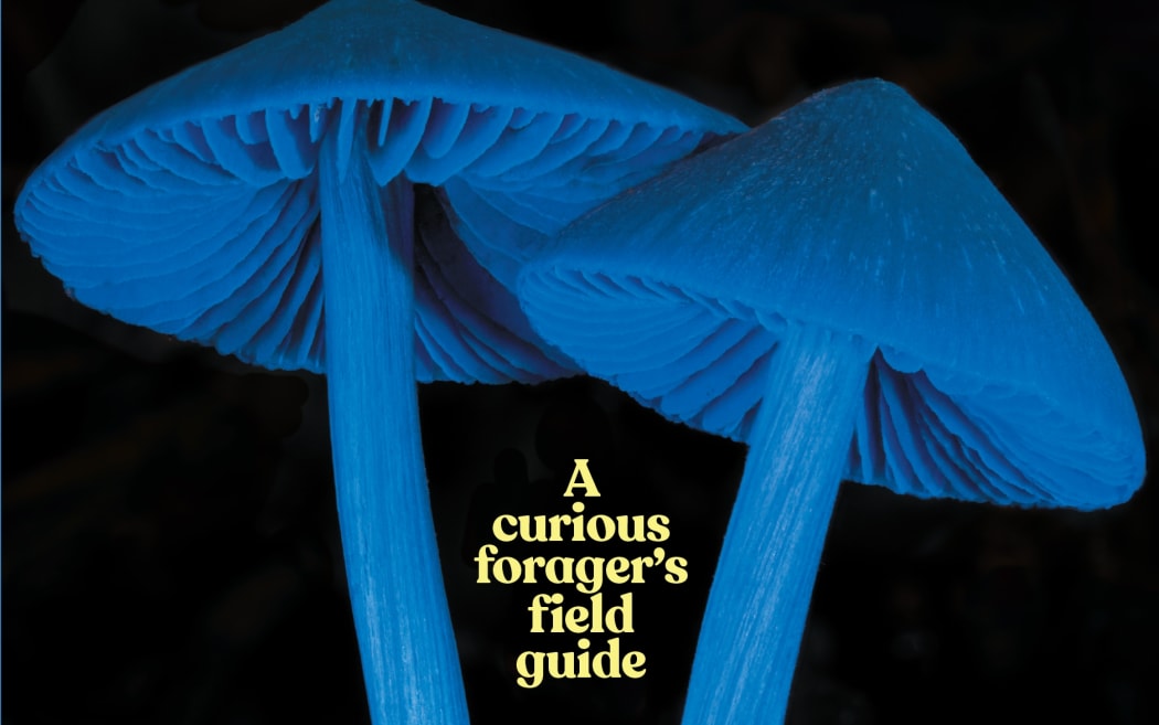 Book review: Fungi of Aotearoa by Liv Sisson | RNZ