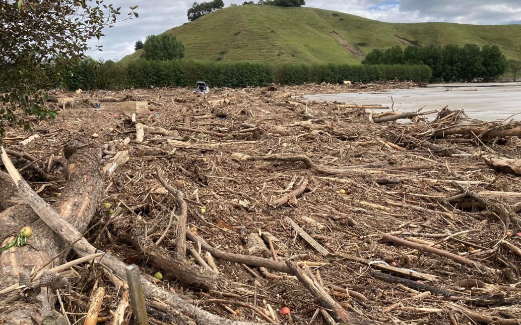 Cyclone Gabrielle: Most pine wood debris was from erosion, not slash ...
