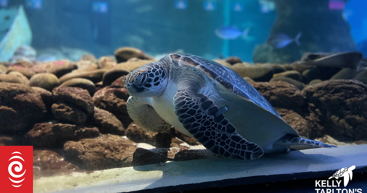 Kelly Tarltons returns Smee the turtle back into the wild | RNZ