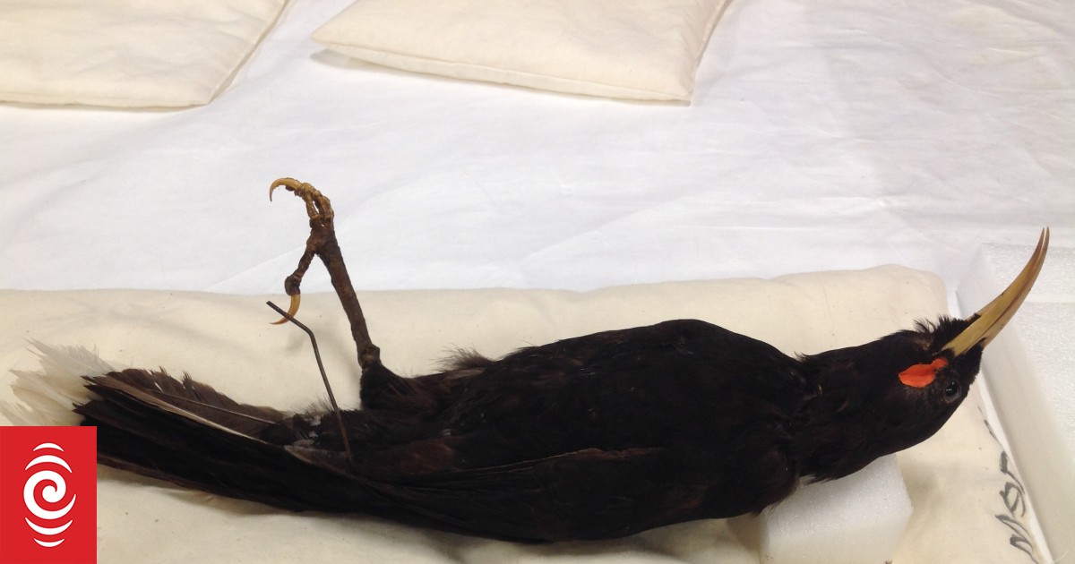 Extinct bird gets new prosthetic leg | RNZ