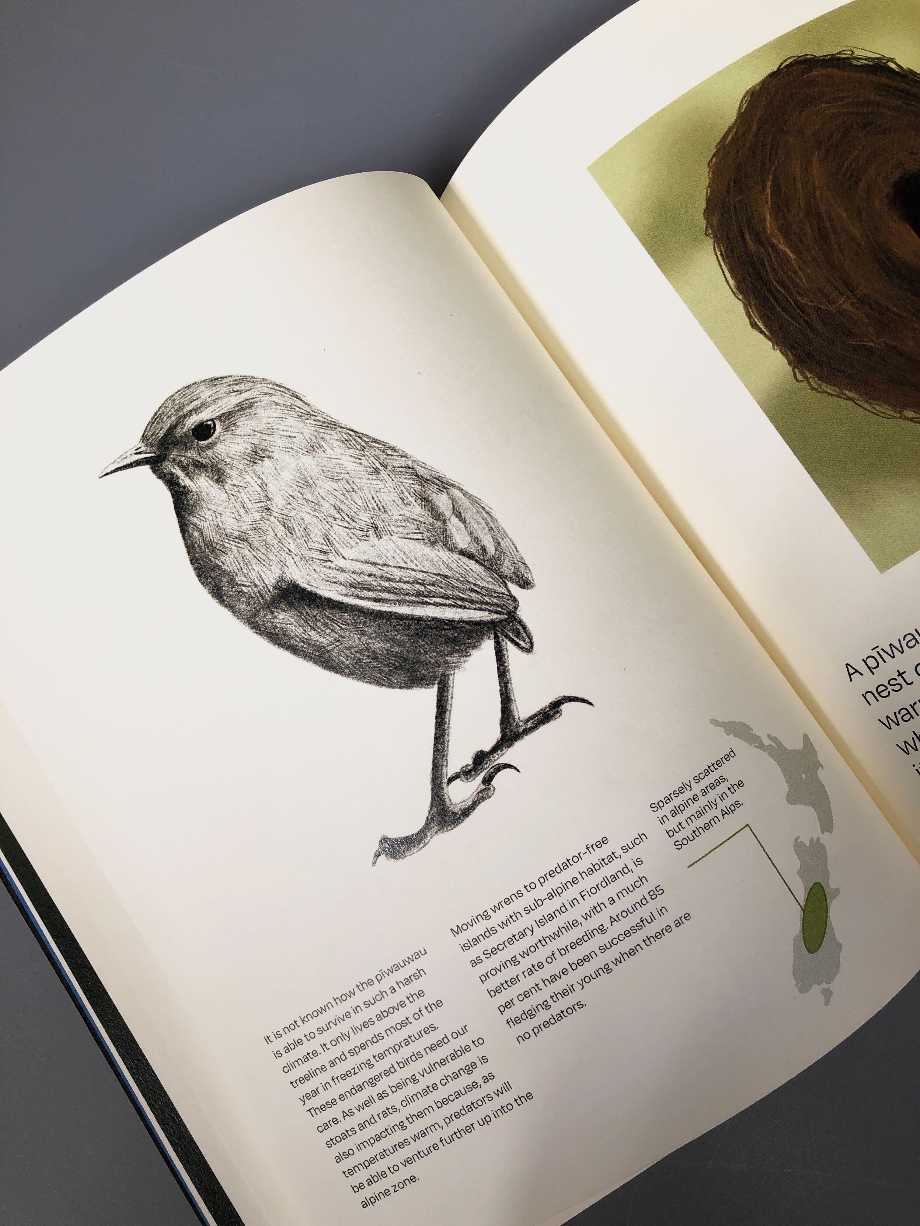 Tiaki: saving our unloved endemic species | RNZ