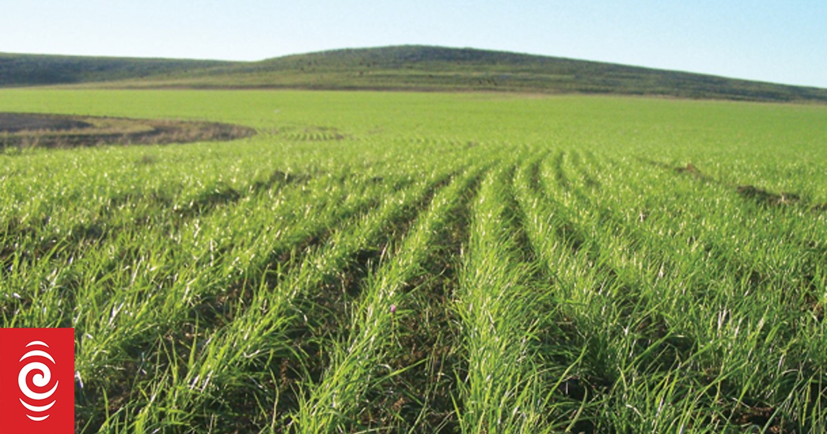 Controlling weeds without the chemicals | RNZ News
