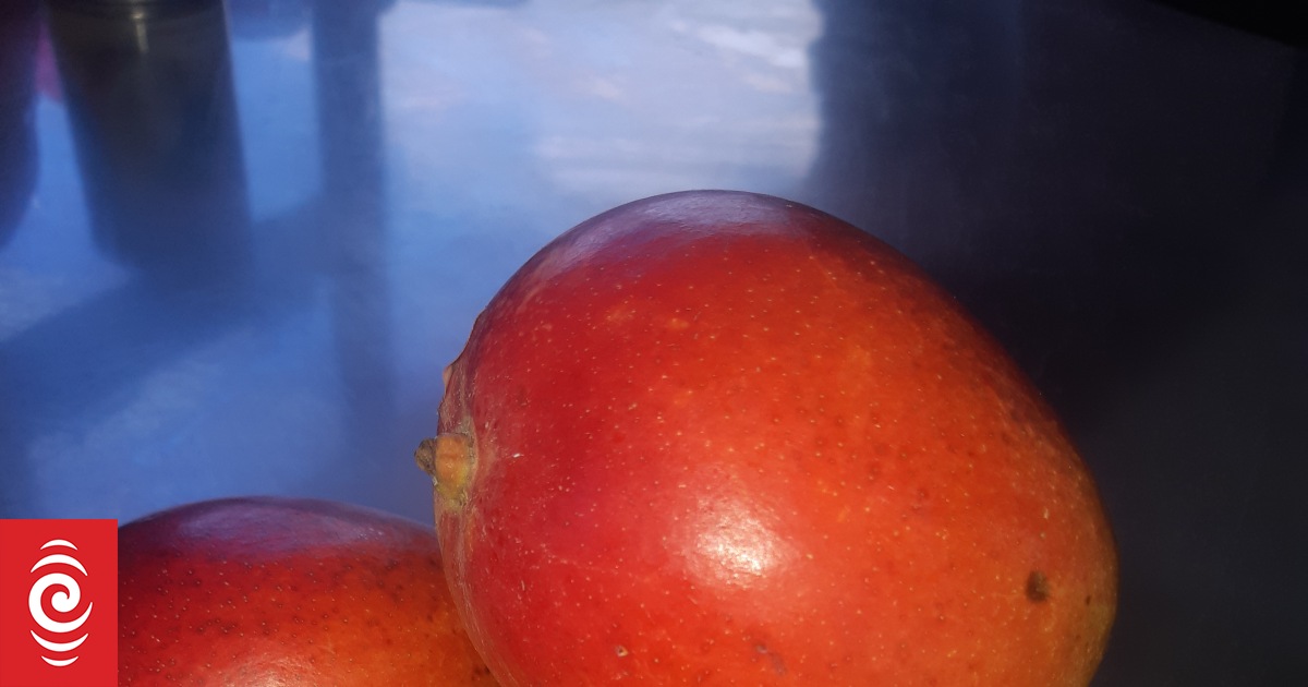 Fruit fly larvae discovery halts Taiwan mango, lychee imports | RNZ News