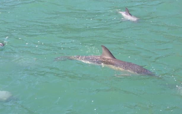 Rare sighting of short-beaked common dolphin in Akaroa | RNZ