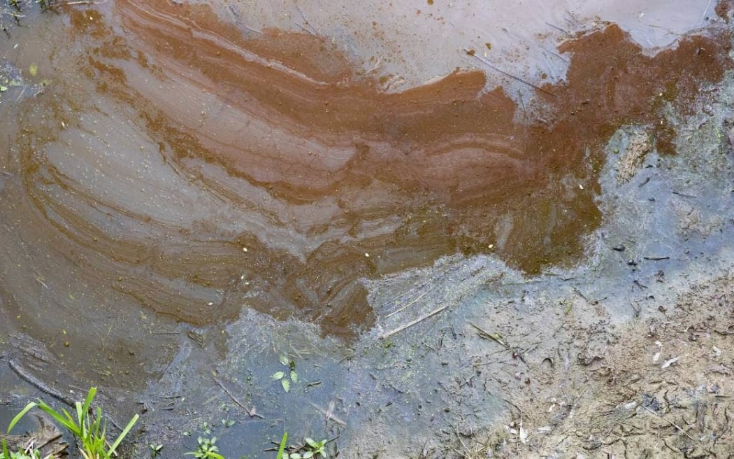 Thousands of birds die at important wetland, from deadly disease caused ...