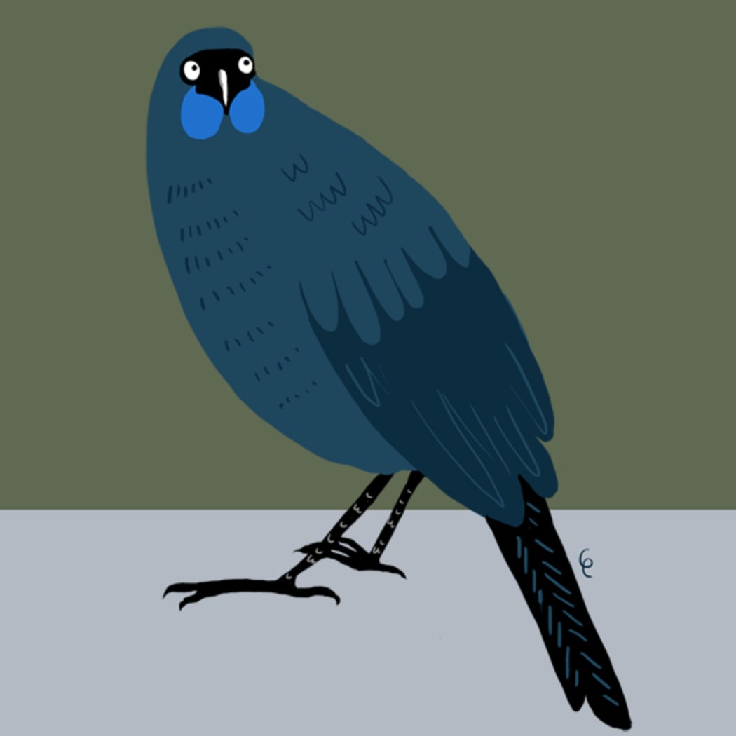 Up with the birds of RNZ | RNZ News