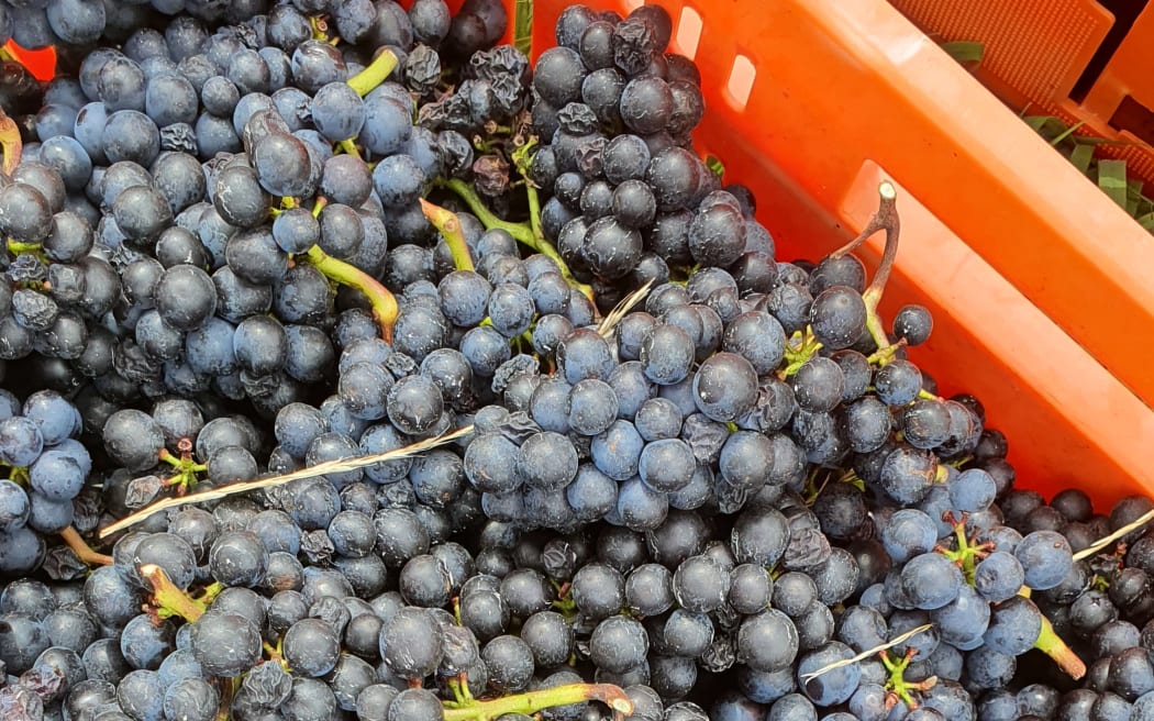 2023 wine grape harvest gets underway | RNZ News