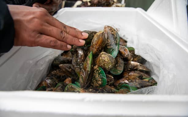 Documents reveal NZ quietly axed Pacific migrant worker programme in ...