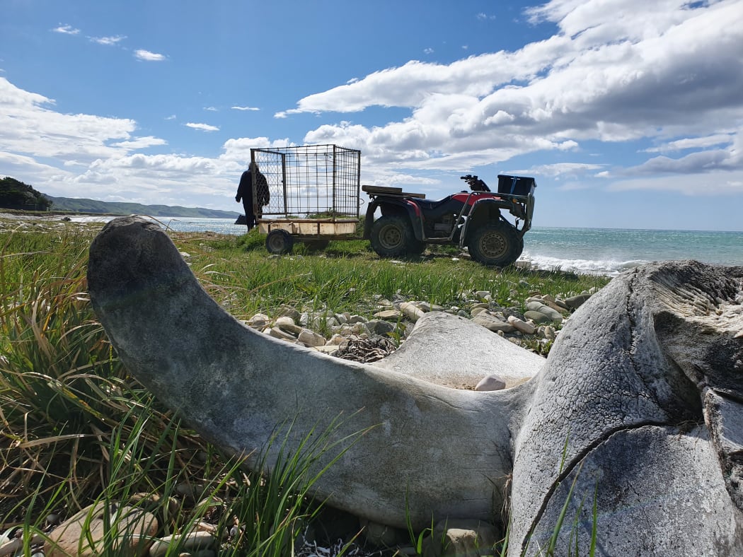 Meet Steve the Seaweed Man | RNZ