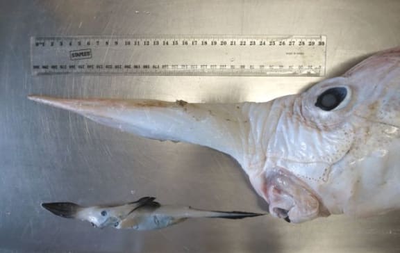 Spookfish and Other Deep Sea Sharks | RNZ