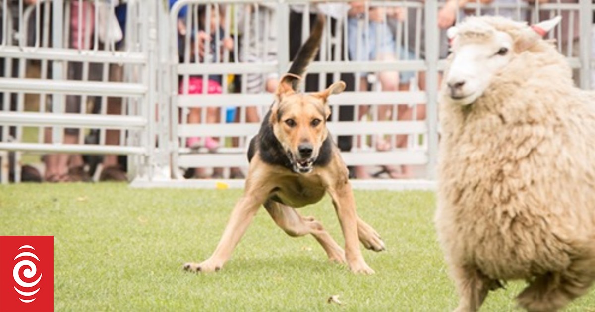 Sheep dog trials return to screen in new broadcasting deal | RNZ News