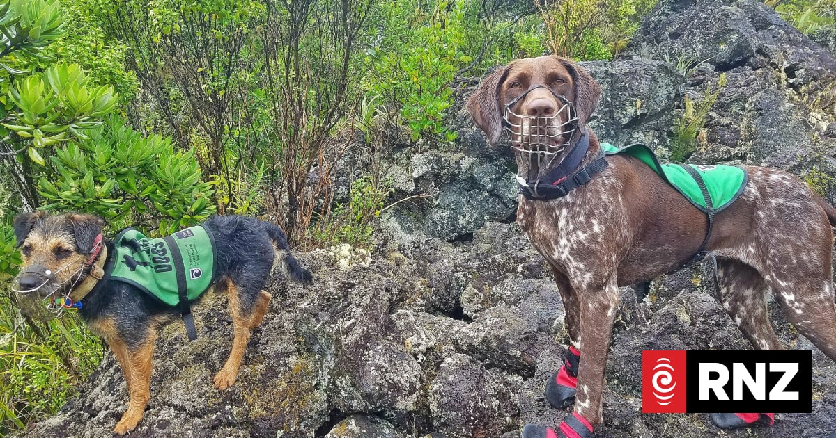 Search dogs leave Rangitoto after no sign of cat | RNZ