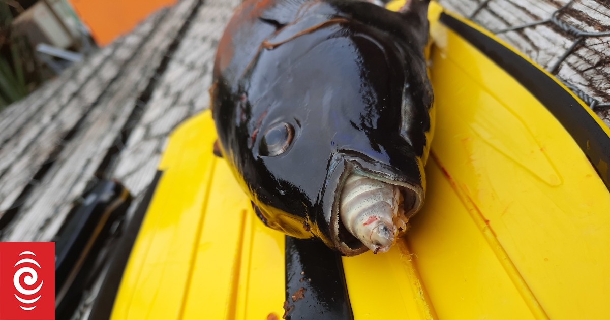 Critter of the Week: The tongue louse! | RNZ
