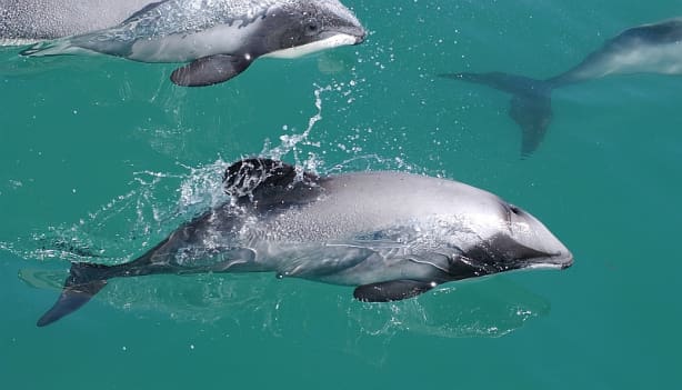 Survey underway of rare Māui dolphin population | RNZ