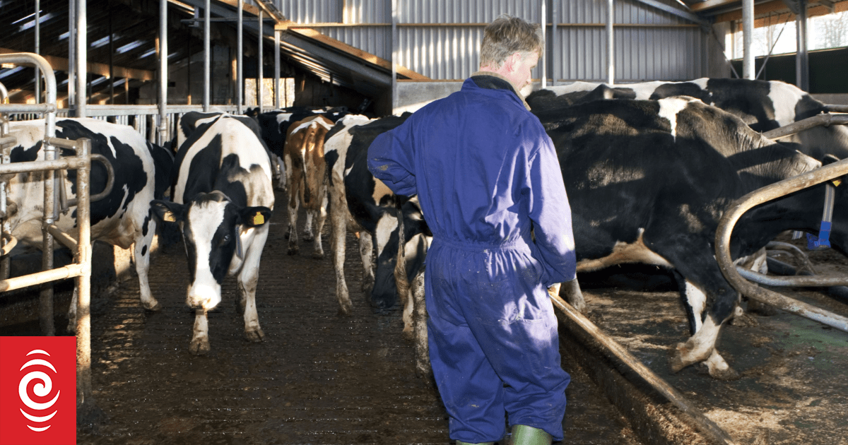 Growth in farm worker salaries 'impressive' - Federated Farmers | RNZ News