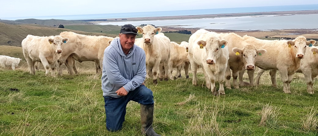 French cattle thriving on Banks Peninsula | RNZ News