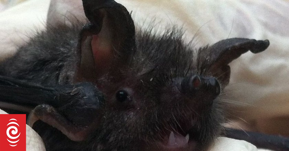 Bat pups reared by zoo | RNZ News
