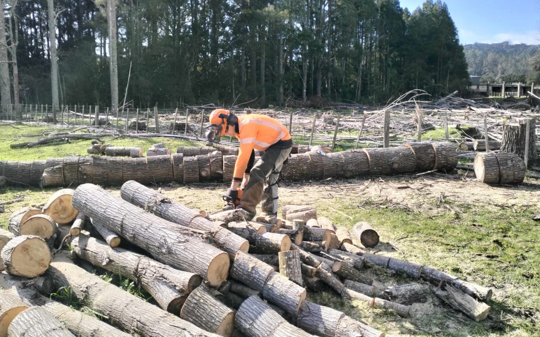 Northland post-cyclone tree clearing scheme aims for varied benefits ...