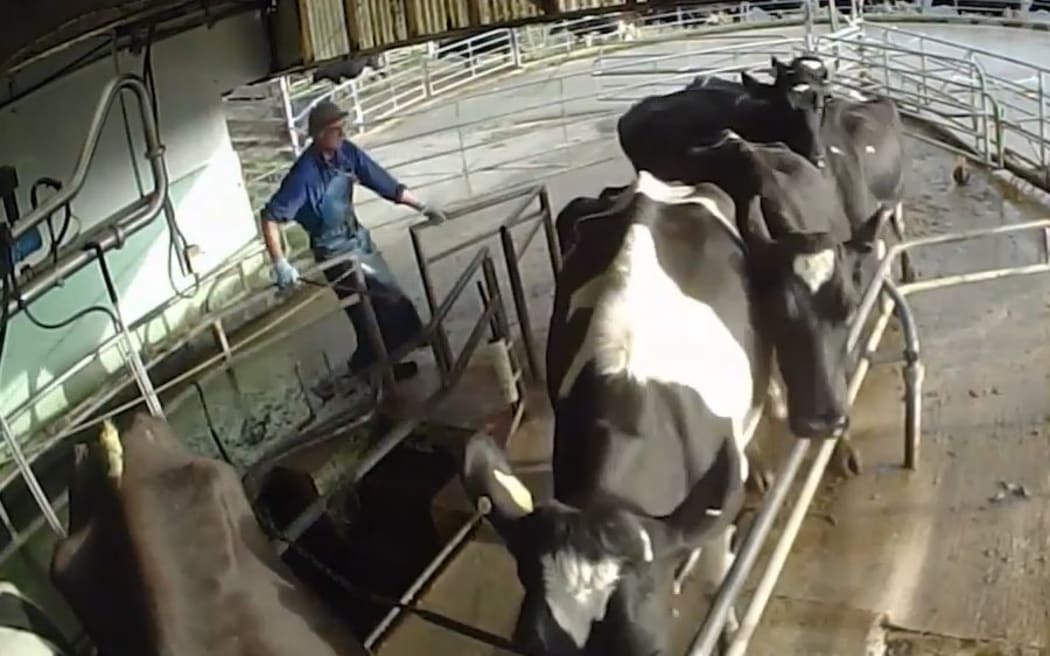 Northland farm in spotlight again over allegations of mutilated cattle ...