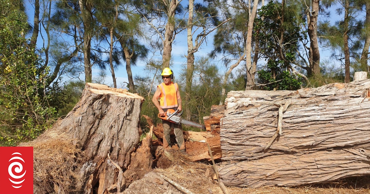 Northland project to turn huge cyclone-downed trees problem into ...