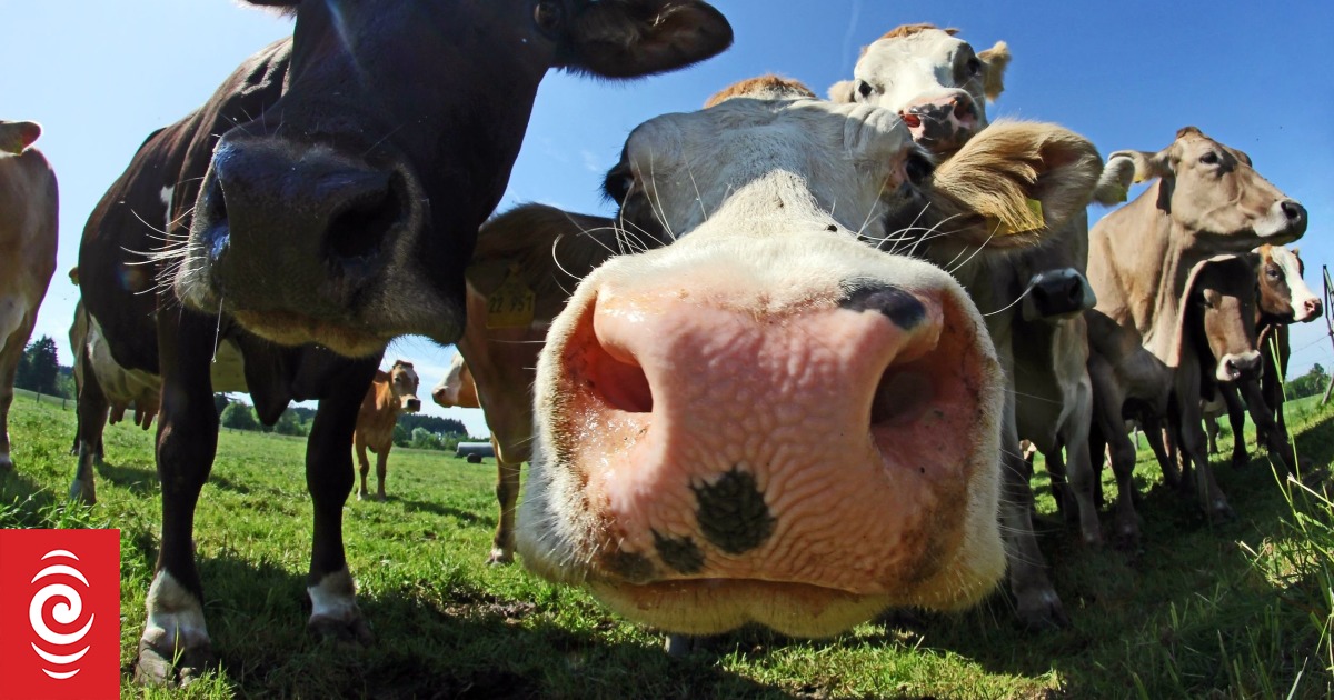 Stolen stock mystery: 'Where do you go with 500 cows?' | RNZ News