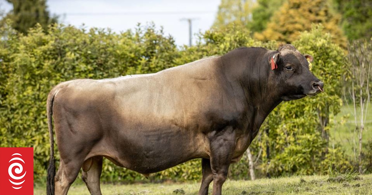 Record number of bulls join LIC's artificial breeding programme | RNZ News