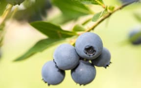 Australian farm grows world's biggest blueberry | RNZ News