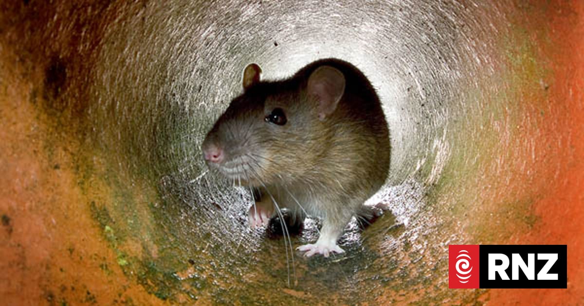 Rat numbers on the rise in Wellington | RNZ