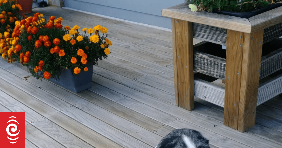Bay of Plenty man Glenn Forsyth sentenced for shooting dog on his ...