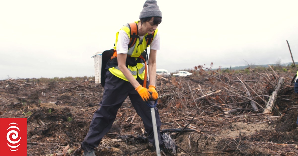 Planting a billion trees by 2028 | RNZ News