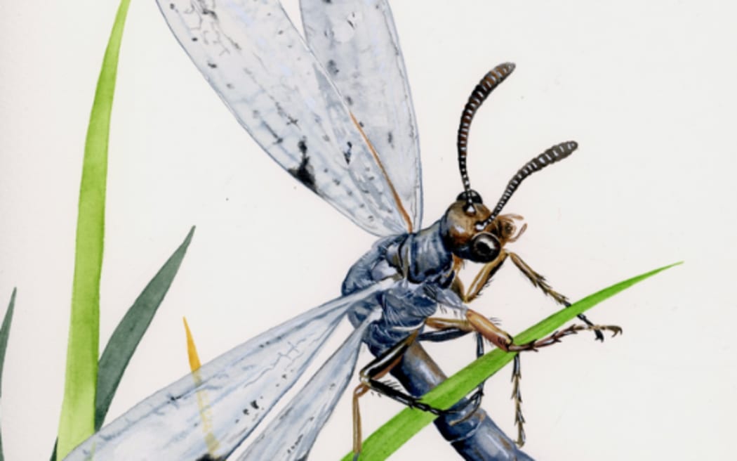 Artist Lily Duval on her love of insects and efforts to conserve them | RNZ