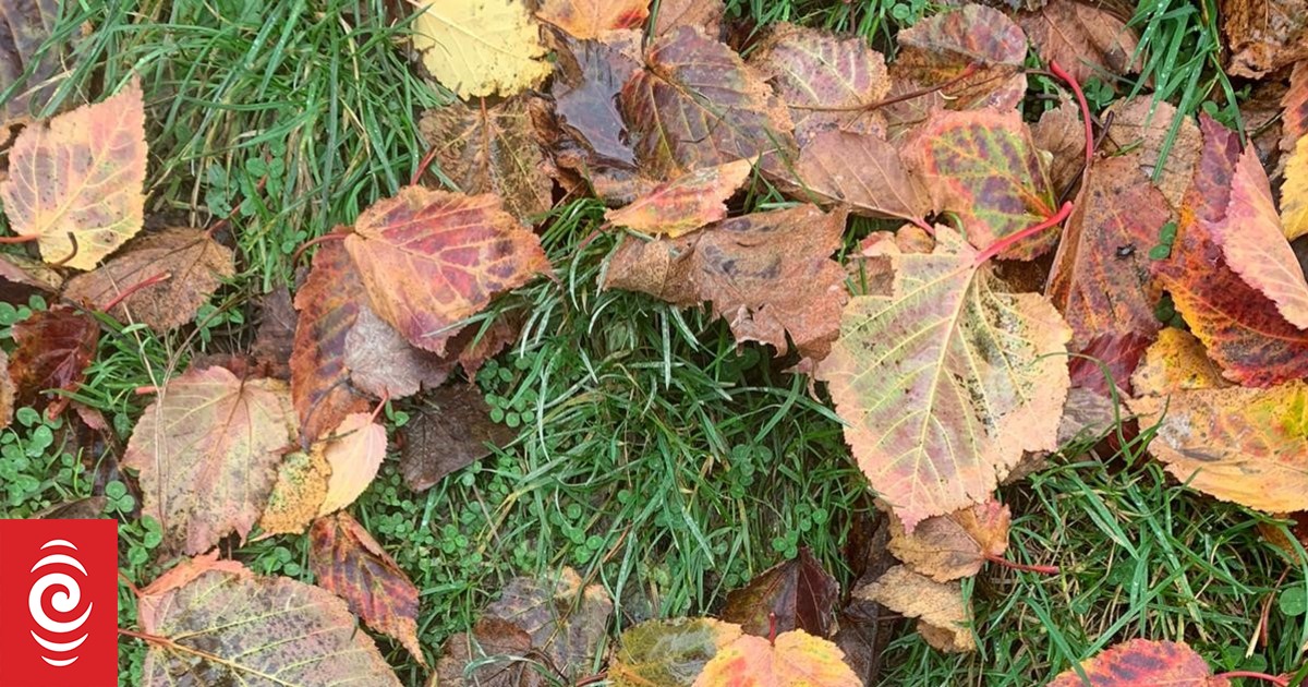 Temperatures drop as Autumn begins to bite | RNZ