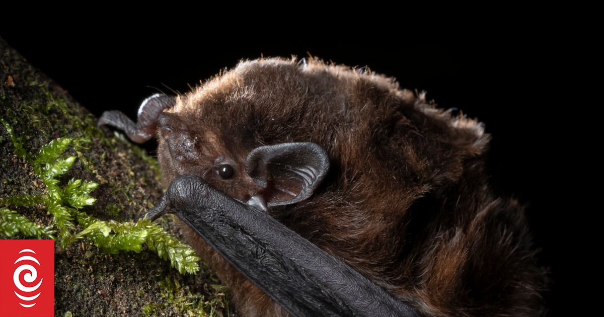Scientists gain insights into long-tailed bat colonies at Pelorus | RNZ ...