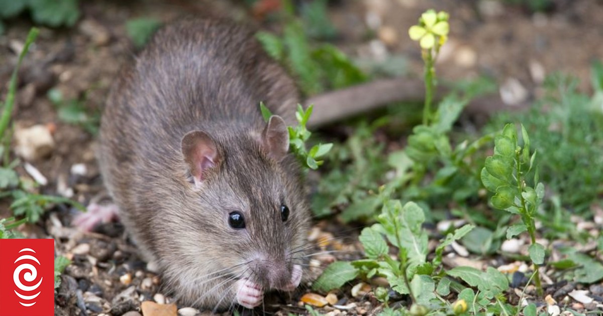 Huge seed mast could bring rat plague | RNZ