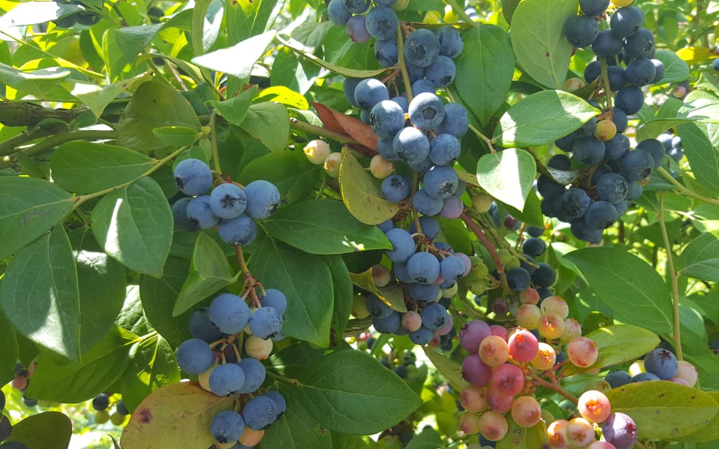 Blueberry crops in Waikato wiped out in severe frost | RNZ News