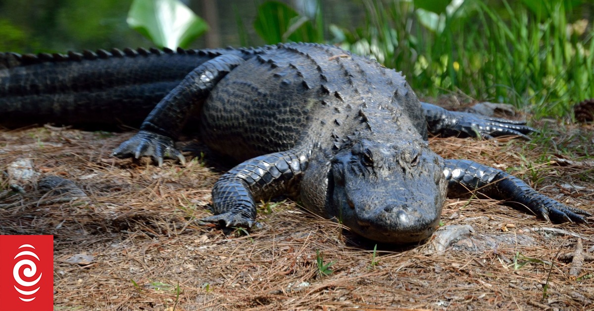 Suspected burglar eaten by alligator | RNZ News