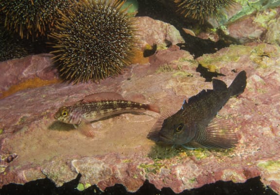 Rock Pool Fish | A Gallery from Our Changing World | RNZ National
