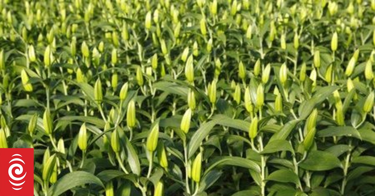 Tonga's Prince launches new sustainable agriculture | RNZ News