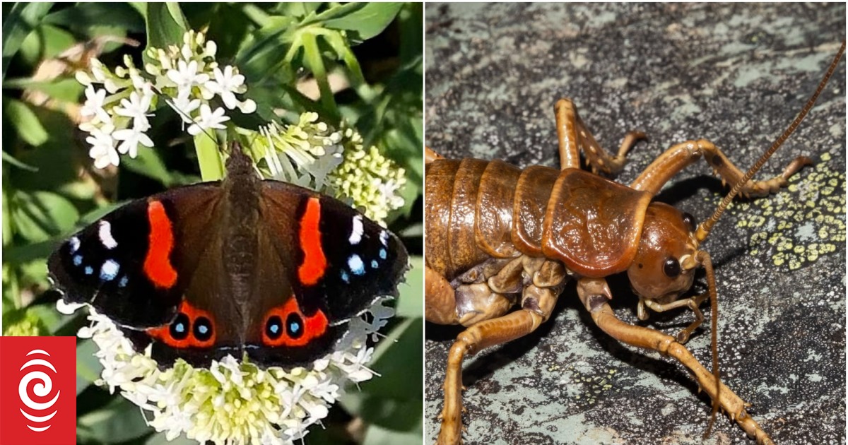 Bug of the Year competition helping Kiwis learn about native insects ...