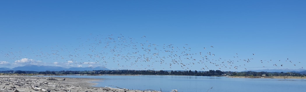 The mystery of how godwits sleep in flight | RNZ