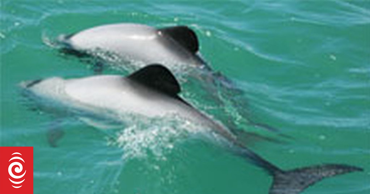 How endangered dolphins could shut down the SailGP | RNZ News