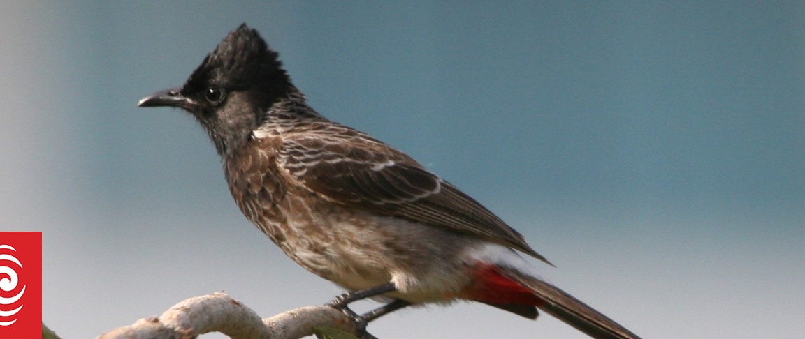 WANTED - the Red Vented Bulbul | RNZ