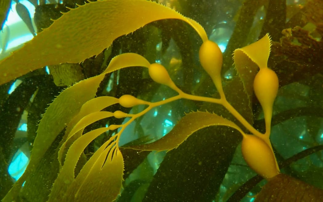 Charles Clover: Rewilding the Sea | RNZ