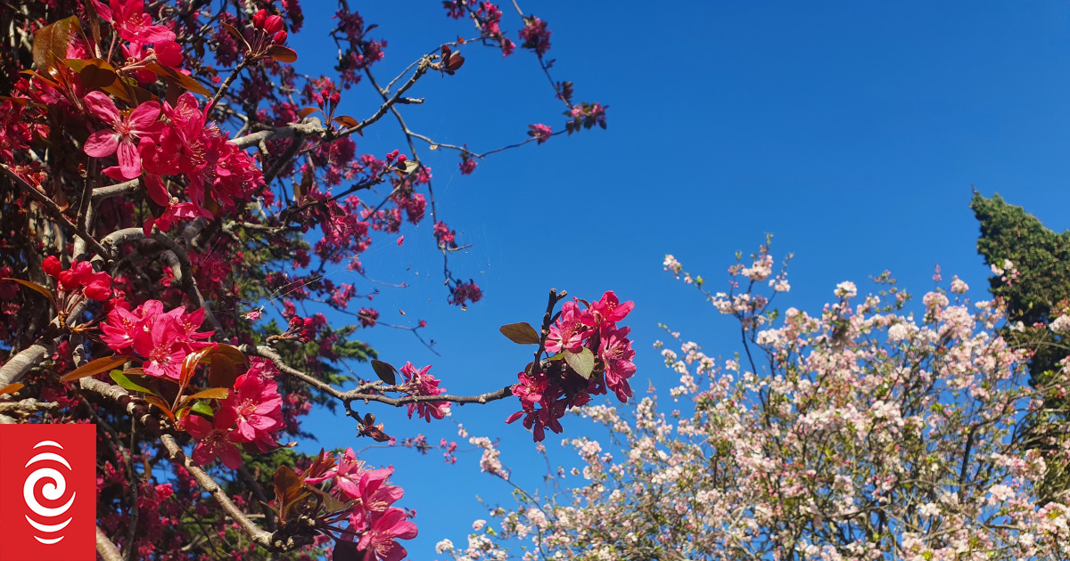 Spring scorcher: Where the sun shone and the rain fell | RNZ News