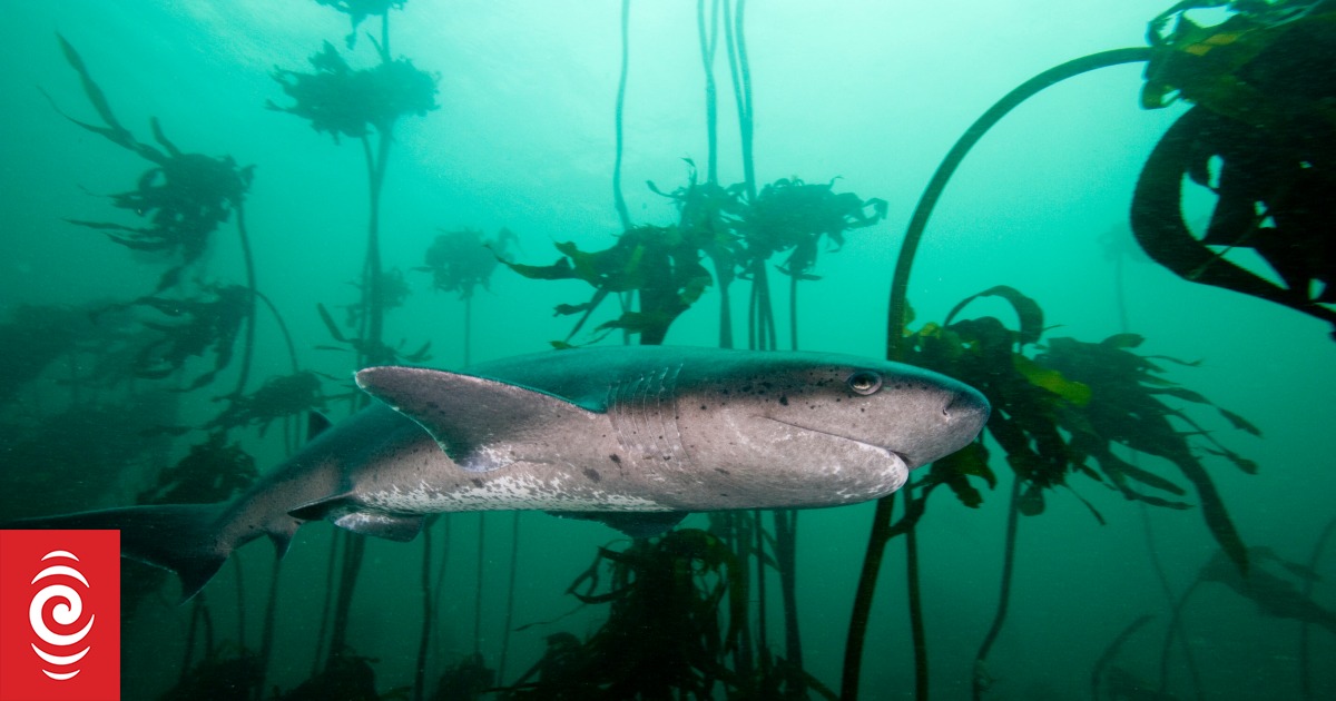Shark bite causes 'significant laceration' to woman's leg | RNZ News