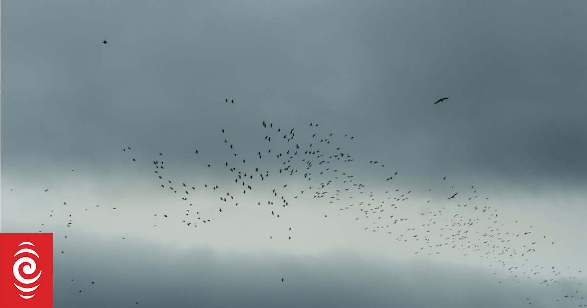 Predator free zones attracting 'undesirables' | RNZ