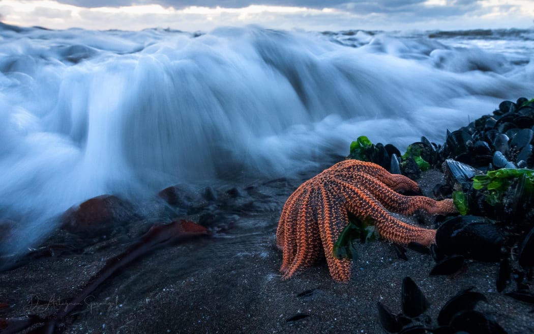 Science: Starfish arms, fighting cells, Black Hole wind | RNZ