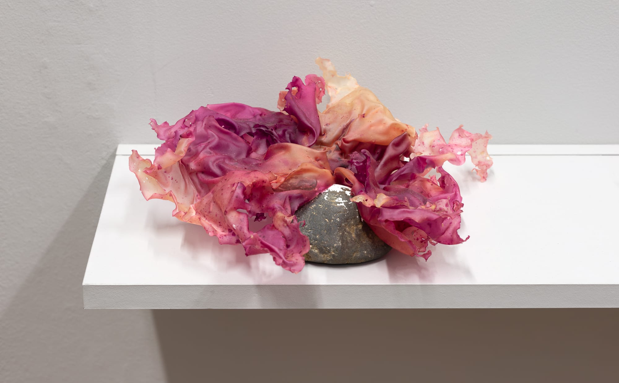 How do we coexist with non-human species? | RNZ