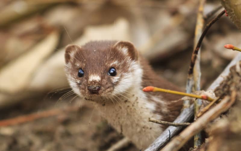 Stoats on Great Barrier most likely 'human assisted' | RNZ