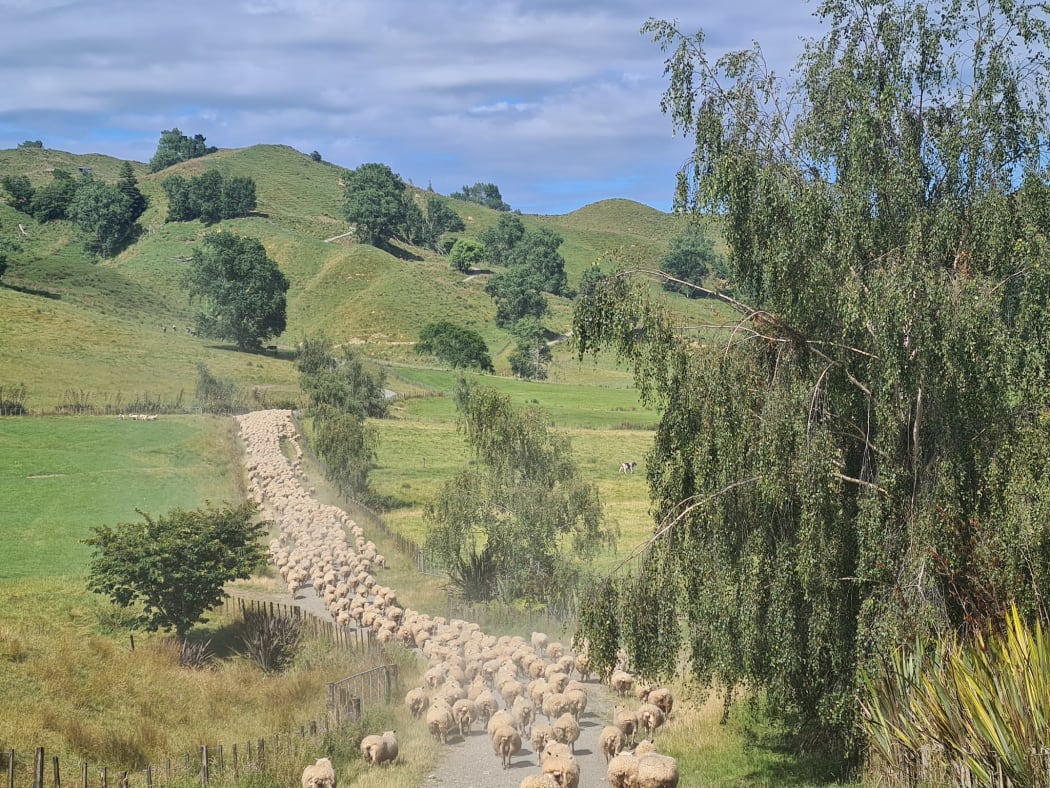 On the Farm - a wrap of farming conditions around NZ | RNZ